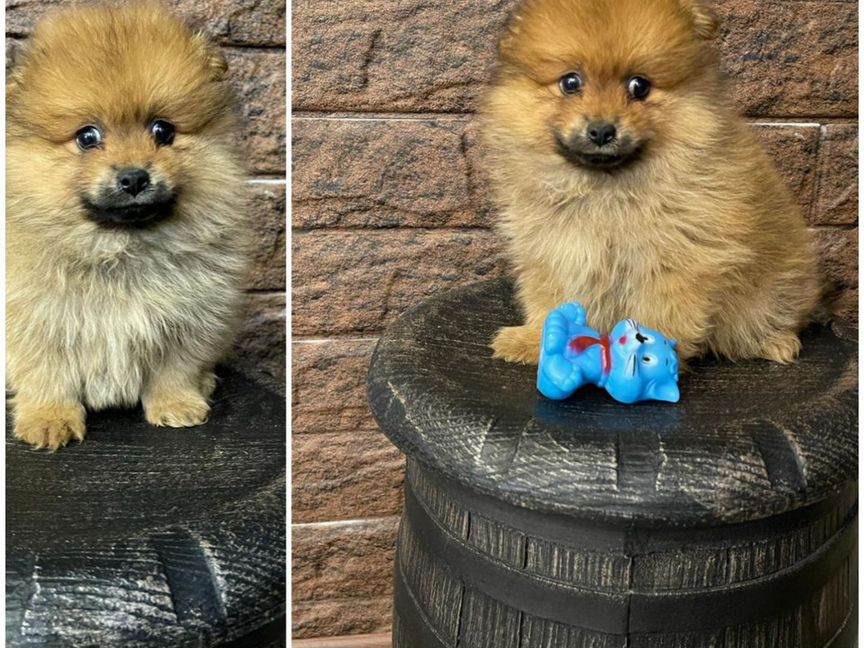 Шпиц мальчик