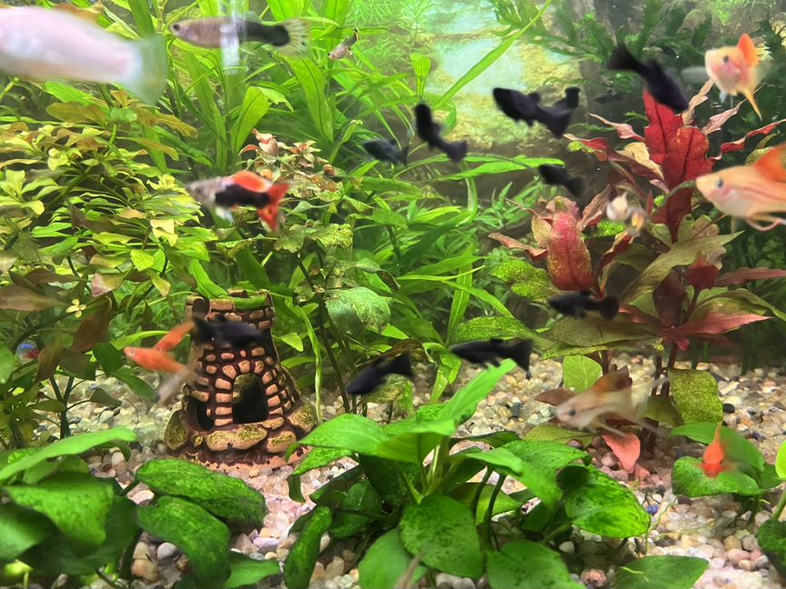 Моллинезия черная