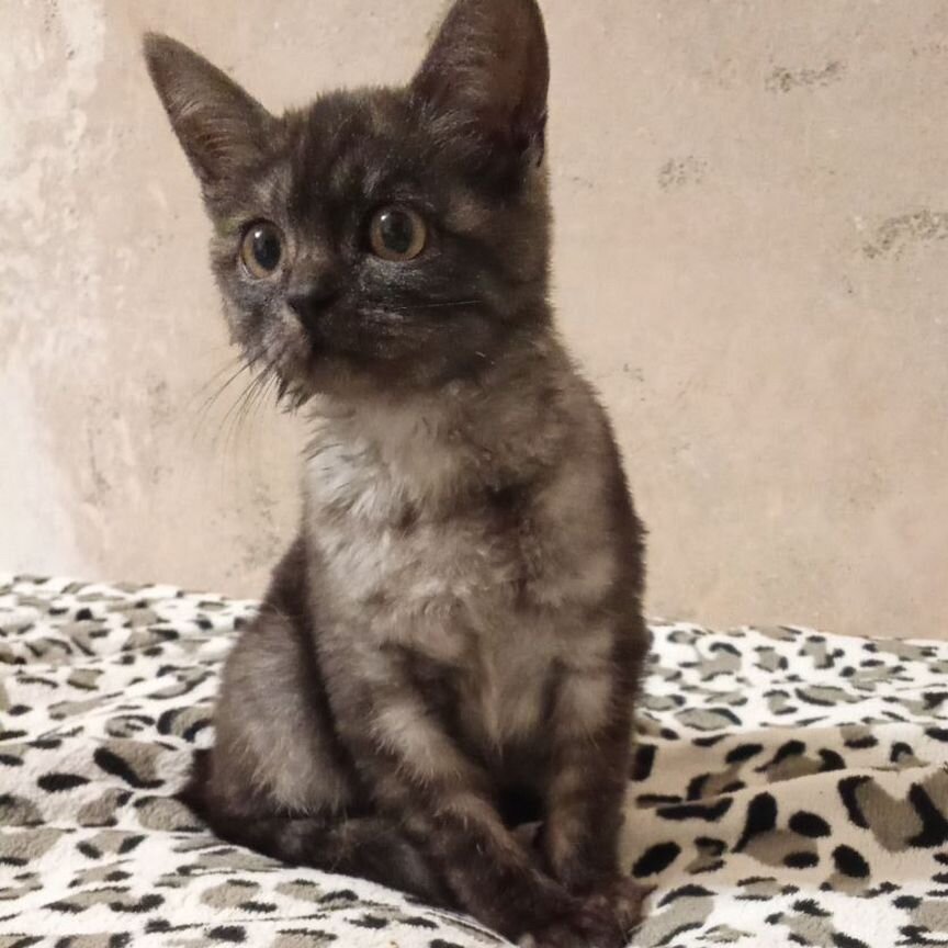 Кошечка в добрые руки