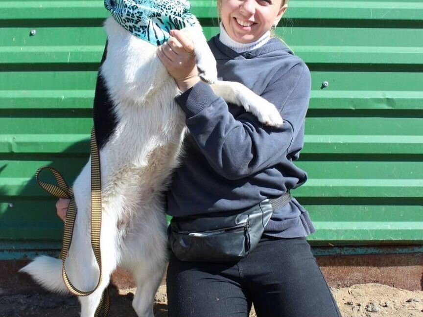 Маленькая собака