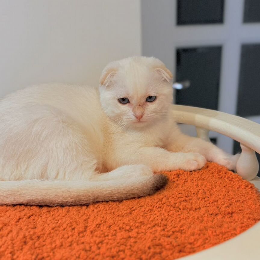 Шотландский вислоухий короткошёрстный котёнок