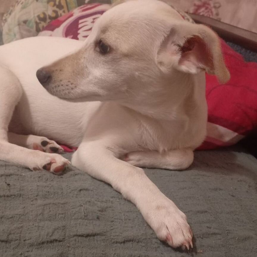 Джек-рассел-терьер, щенок