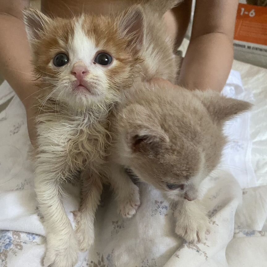 Котята в добрые руки