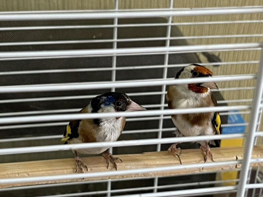 Щеглы девочка и мальчик