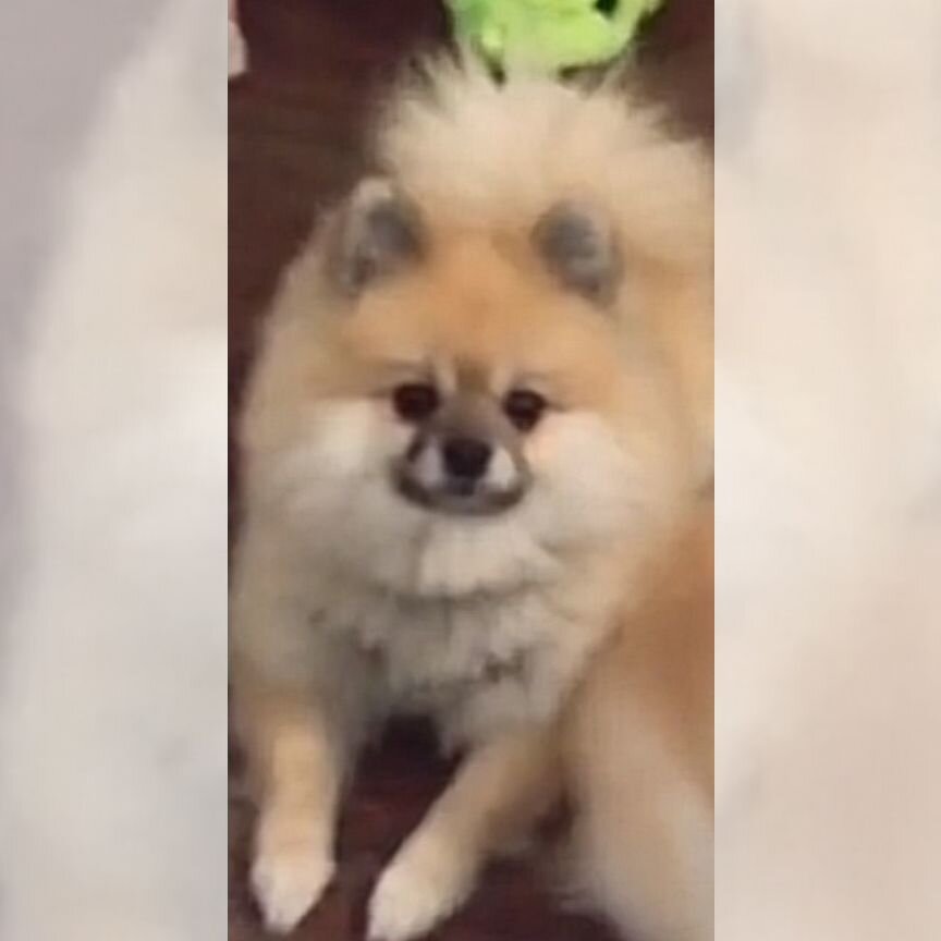 Померанский шпиц, взрослый пёс