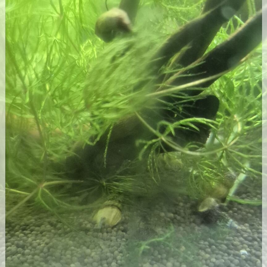 Улитка хелена, гуппи