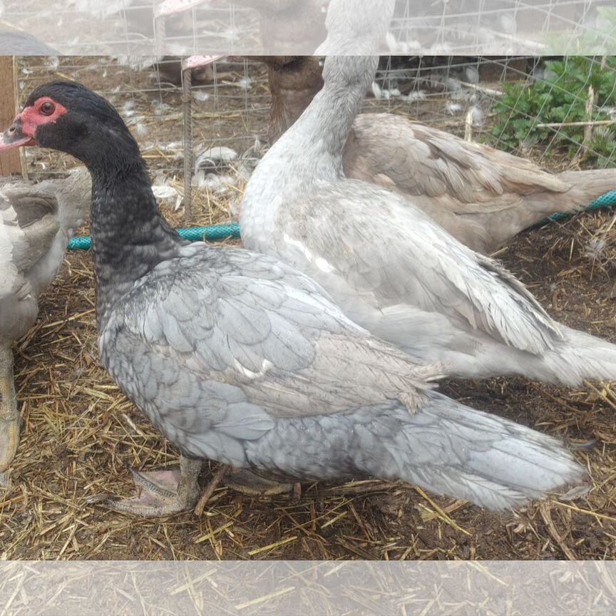 Индоутки, мускусные утки