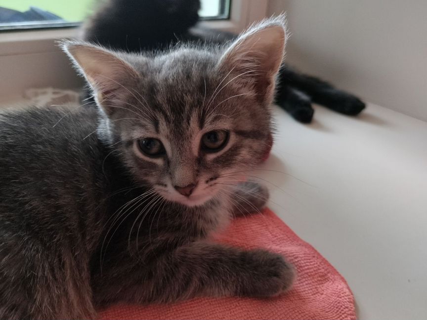 Отдаю котят в добрые руки