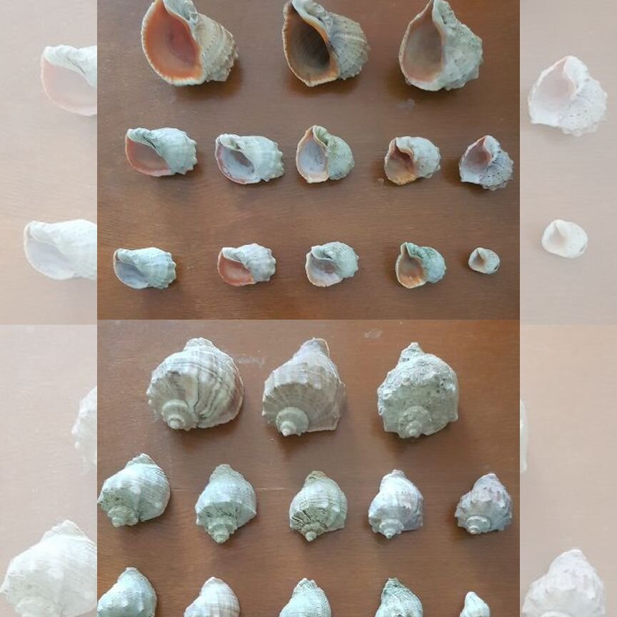 Морские ракушки разного размера и формы
