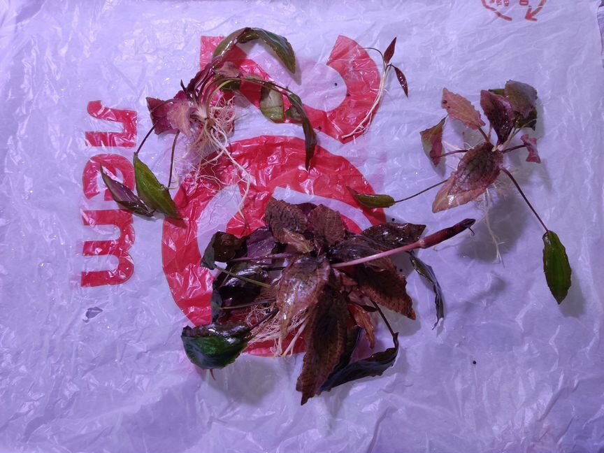 Растения, много разных и таз роголистика