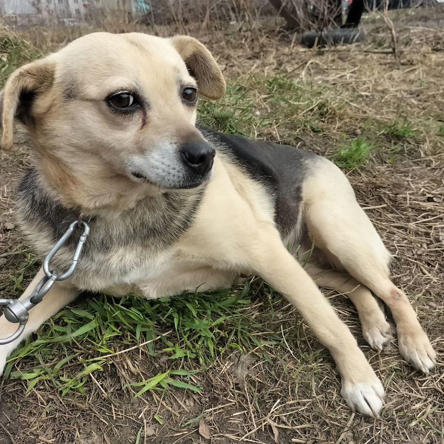 Взрослая собака в добрые руки