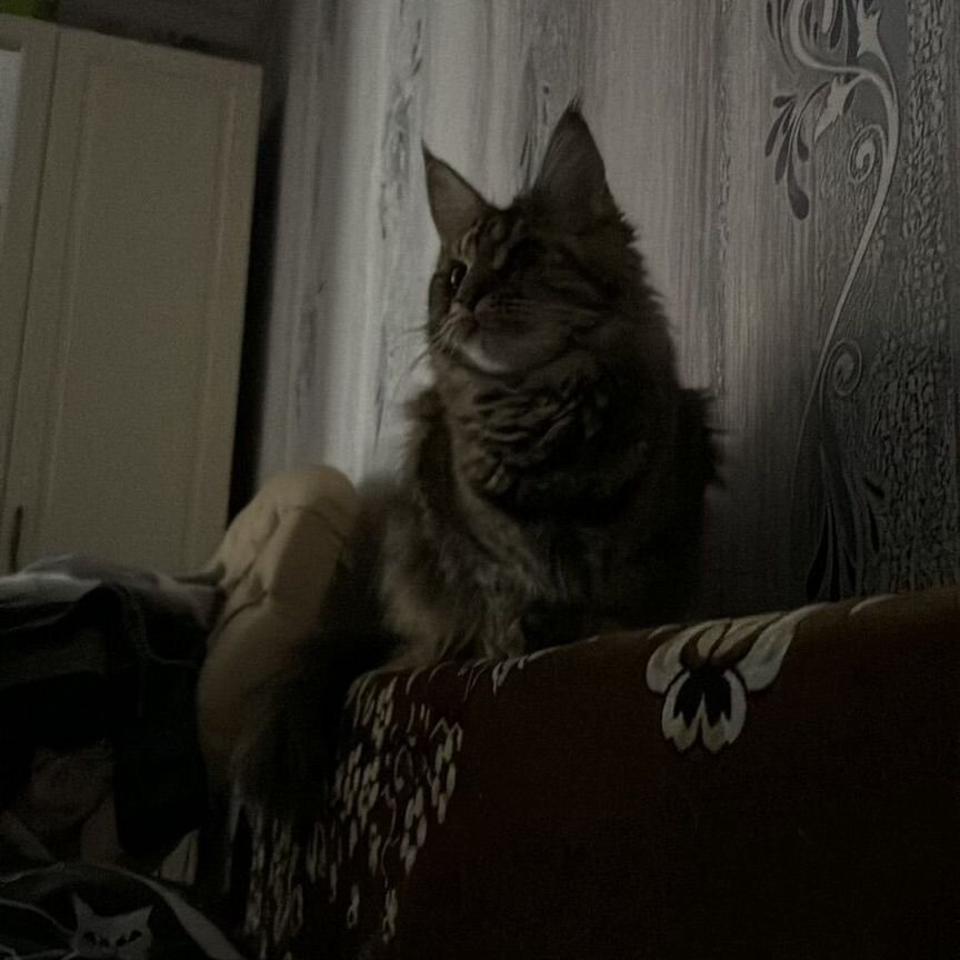 Мейкун бесплатно