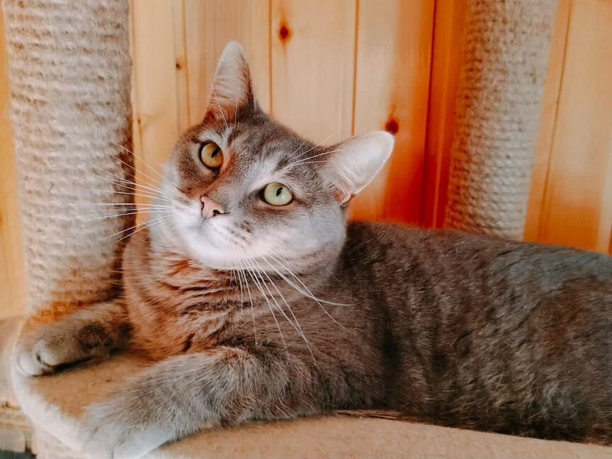 Котик ищет человека, который не предаст