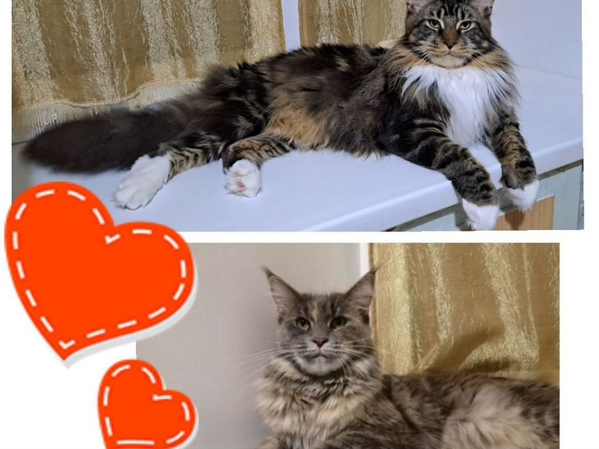 Котята мейн-кун