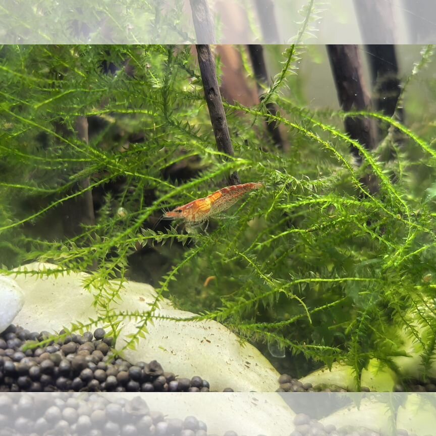 Креветки вишня черри