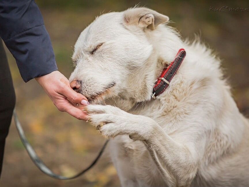 Собака Роза в частный дом в дар
