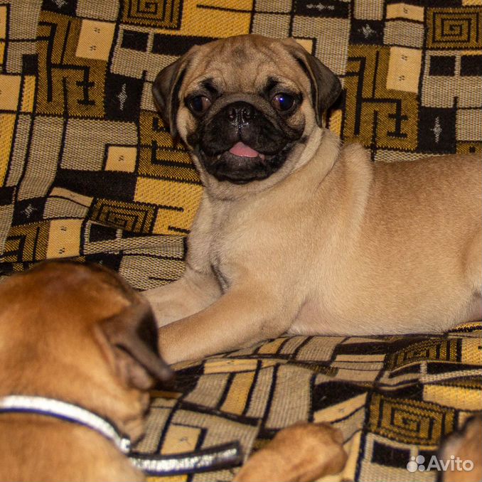 Продаются щенки породы мопс pet класса