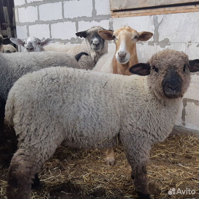 Бараны Оксфордшир на племя