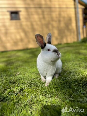 Кролики калифорнийцы