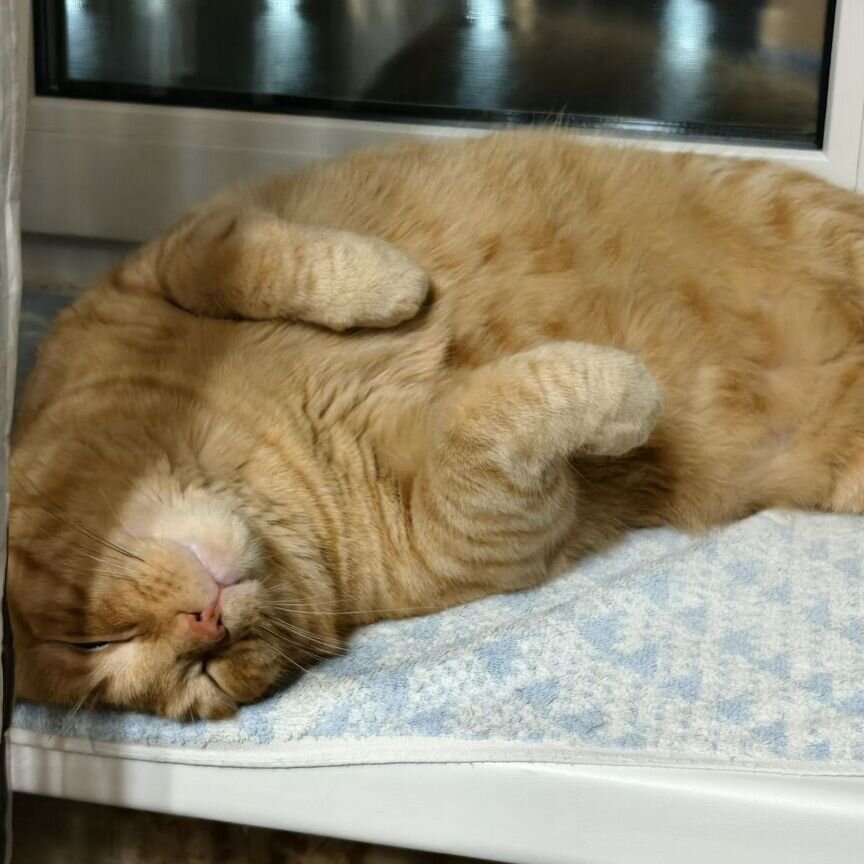 Отдам кота в добрые руки