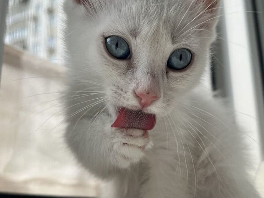 Кошка смесь