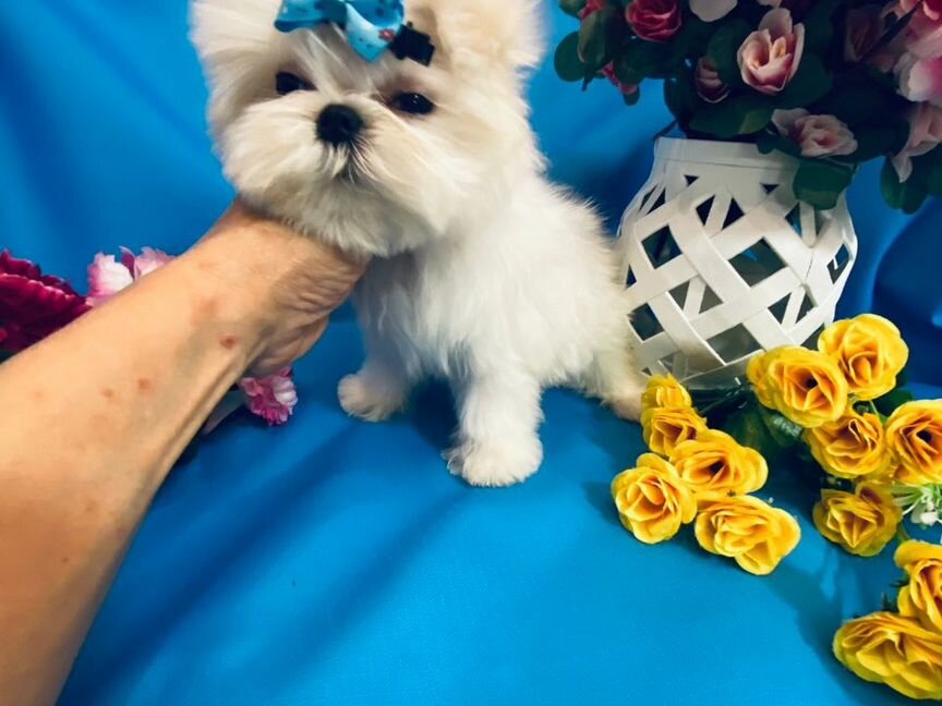 Очень маленький микро малыш мальтезе 2,5 мес