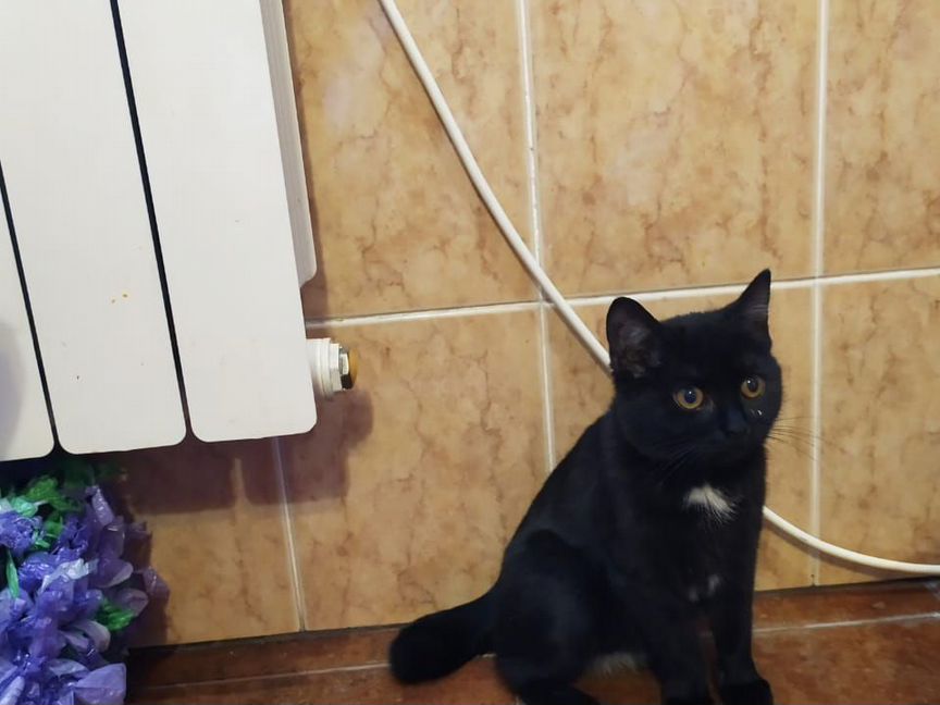 Прекрасный Котик