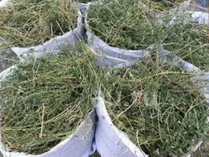 Сено для морских свинок, кроликов, собак