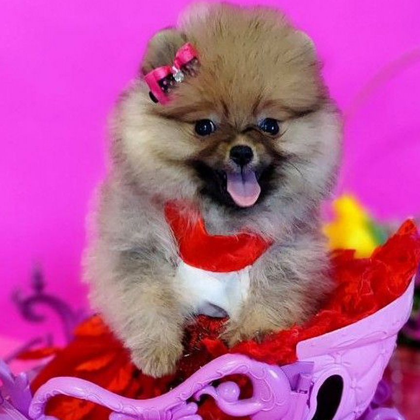 Померанский шпиц, щенок