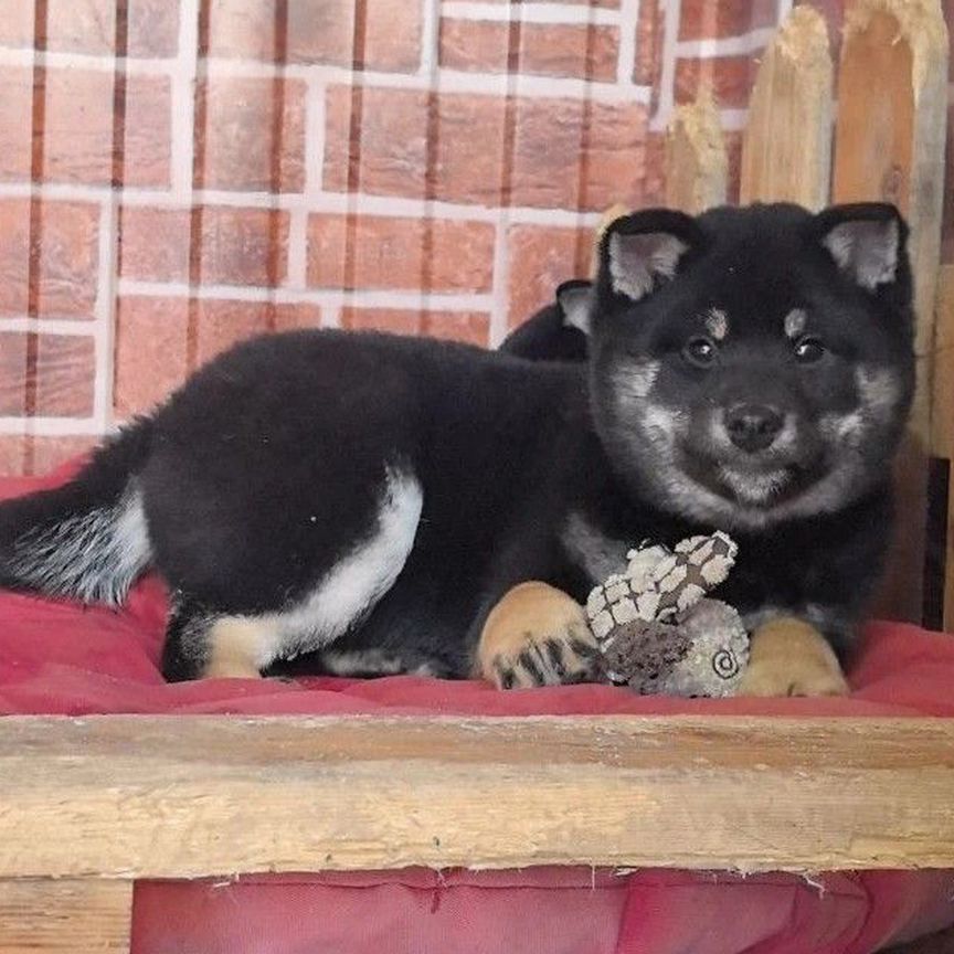 Сиба-ину, щенок