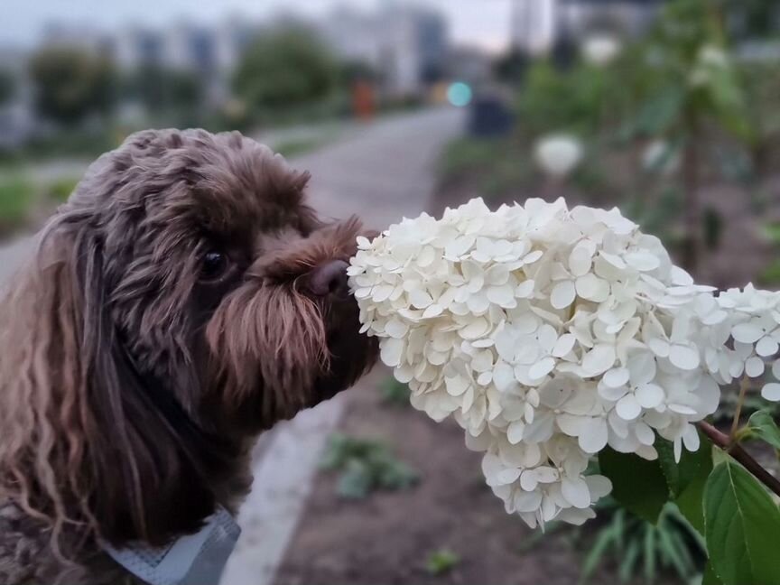 Ши-тцу вязка