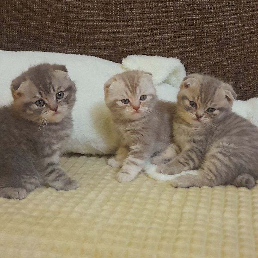 Шотландские вислоухие котята
