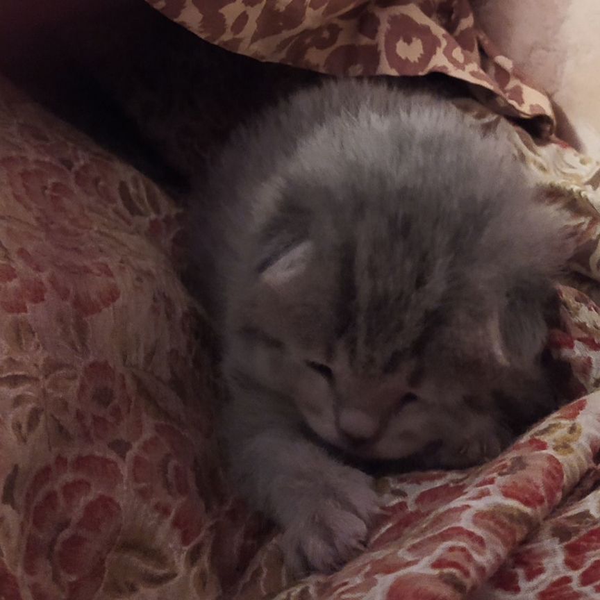 Продам котенка вислоухий шотландец