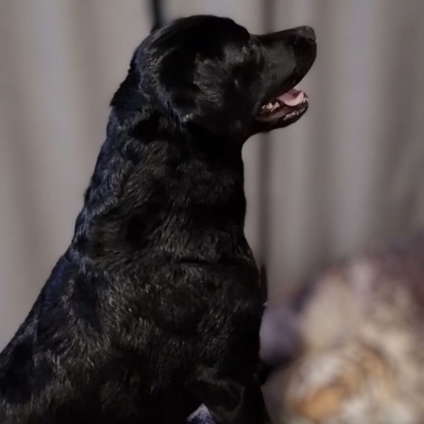 Отдам в хорошие руки лабрадора