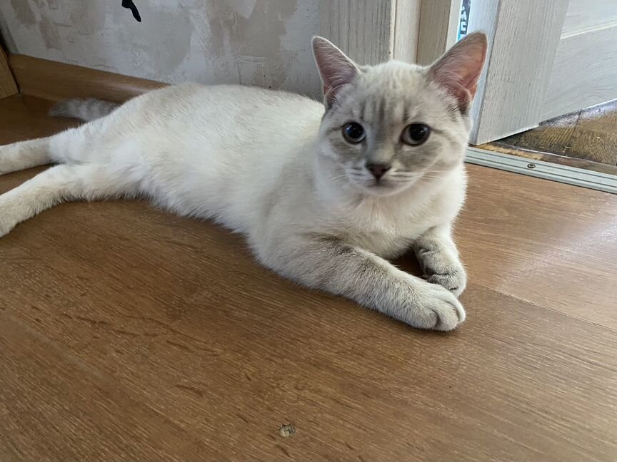 Шотландская кошка