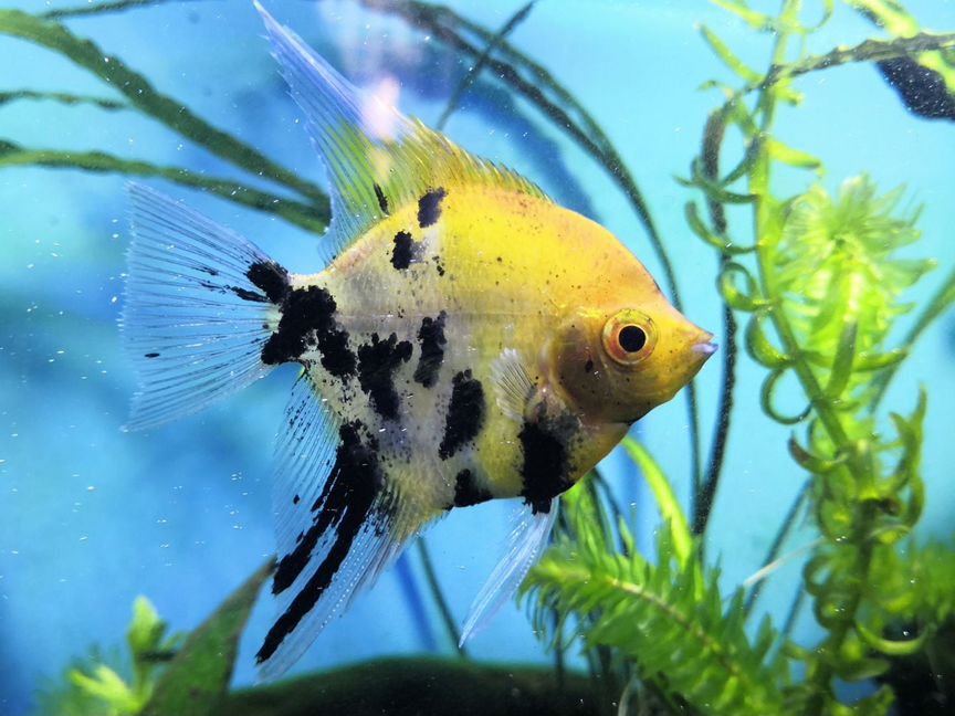 Отдам Скалярию в добрые руки