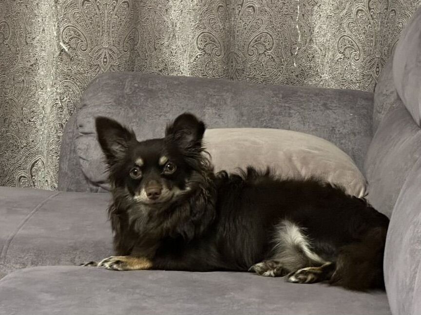 Продам собвку, ласковая, добрая