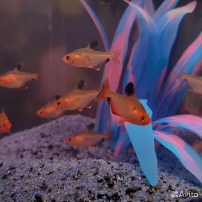 Тетра минор 12 шт