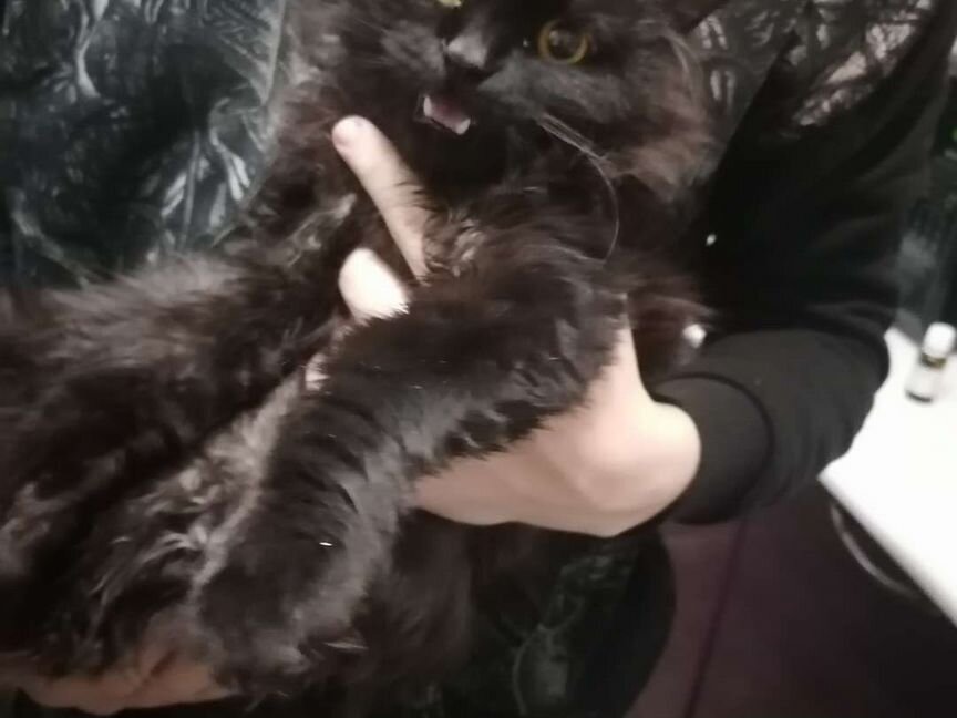 Кошка в дар бесплатно