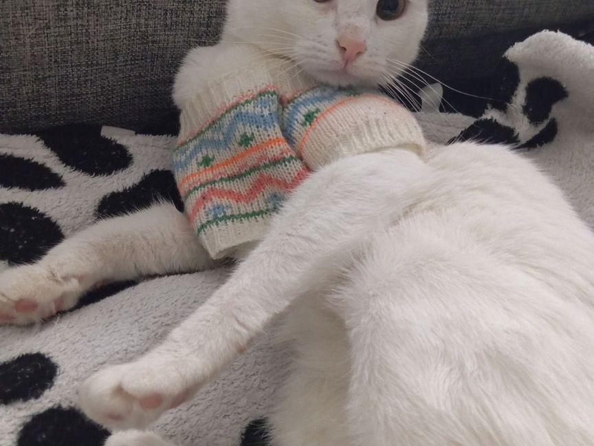 Кошка бесплатно