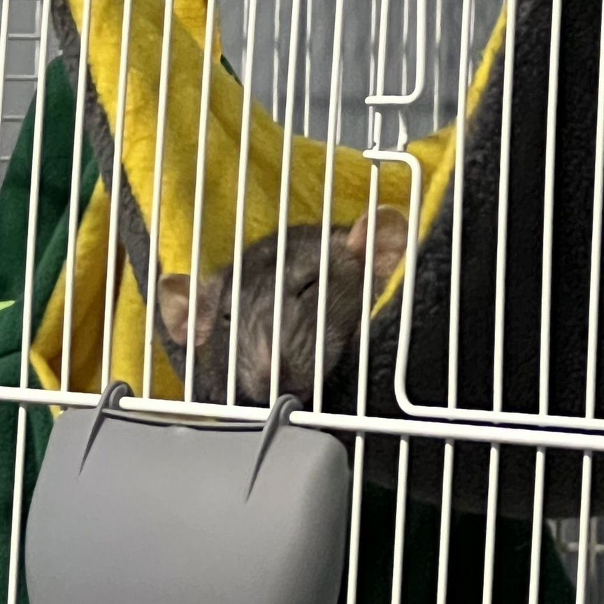 Аксессуар для питомца