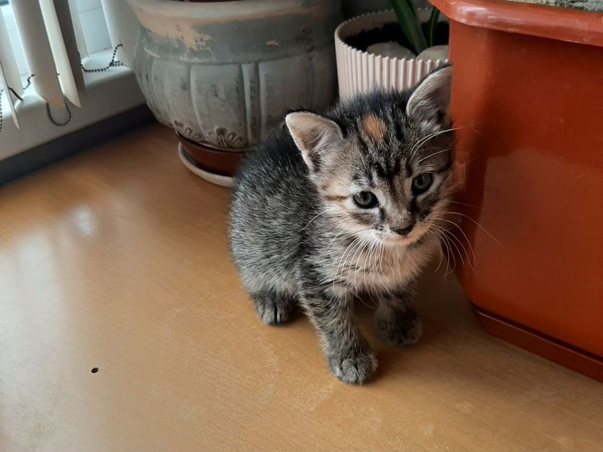 Крошечному котенку-девочке нужен дом
