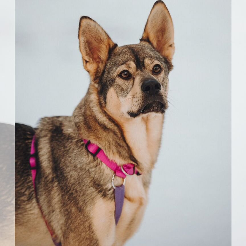 Взрослая собака в добрые руки