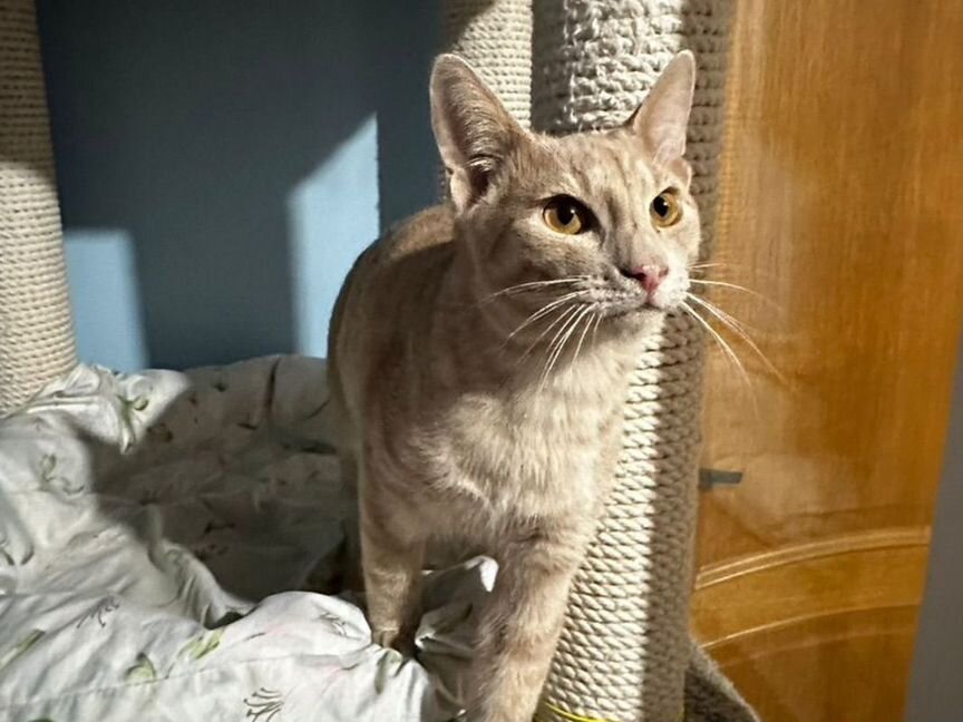 Кот (котенок)рыжий бесплатно в добрые руки