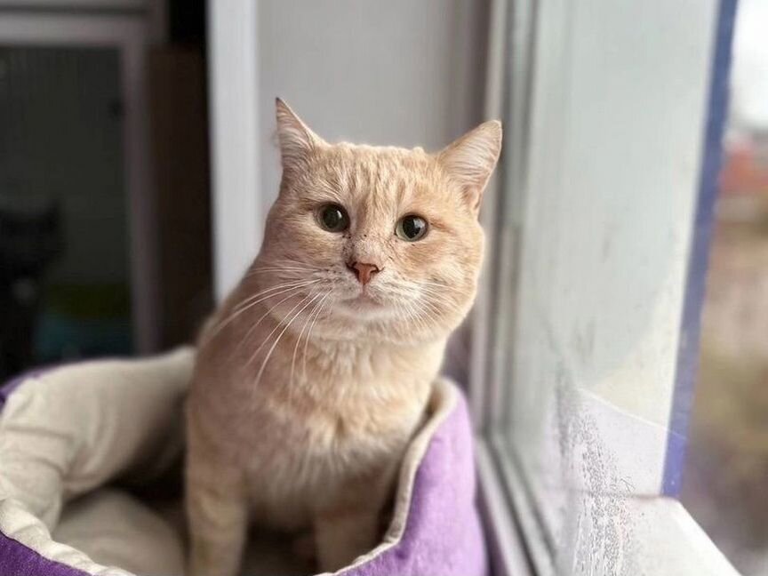 Котишки из приюта ждут человека