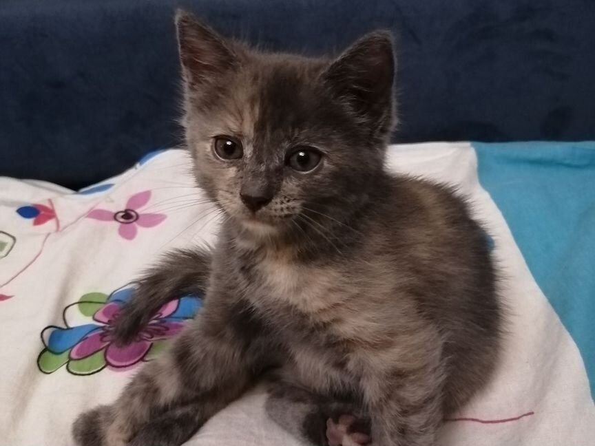 Котенок отдам в добрые руки