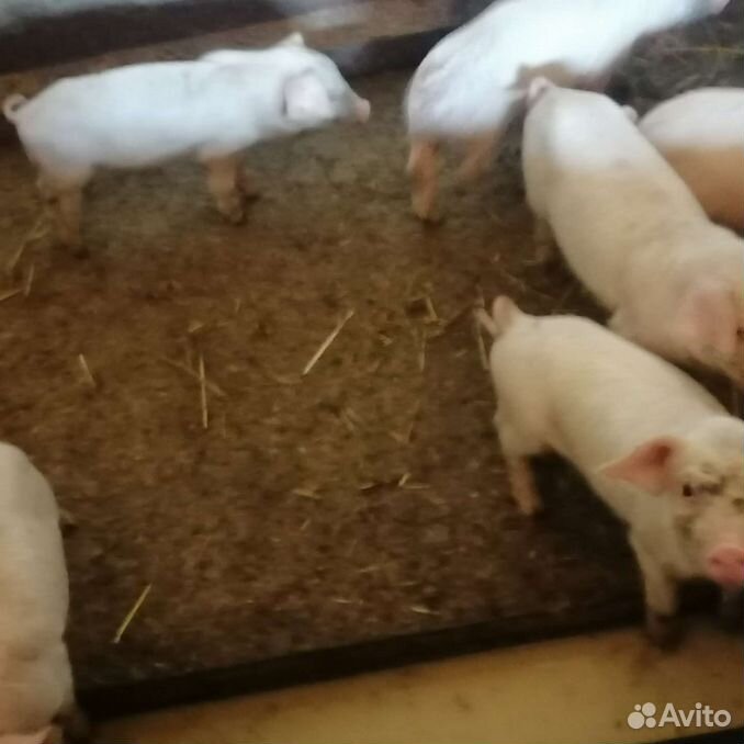 Поросята ландрас