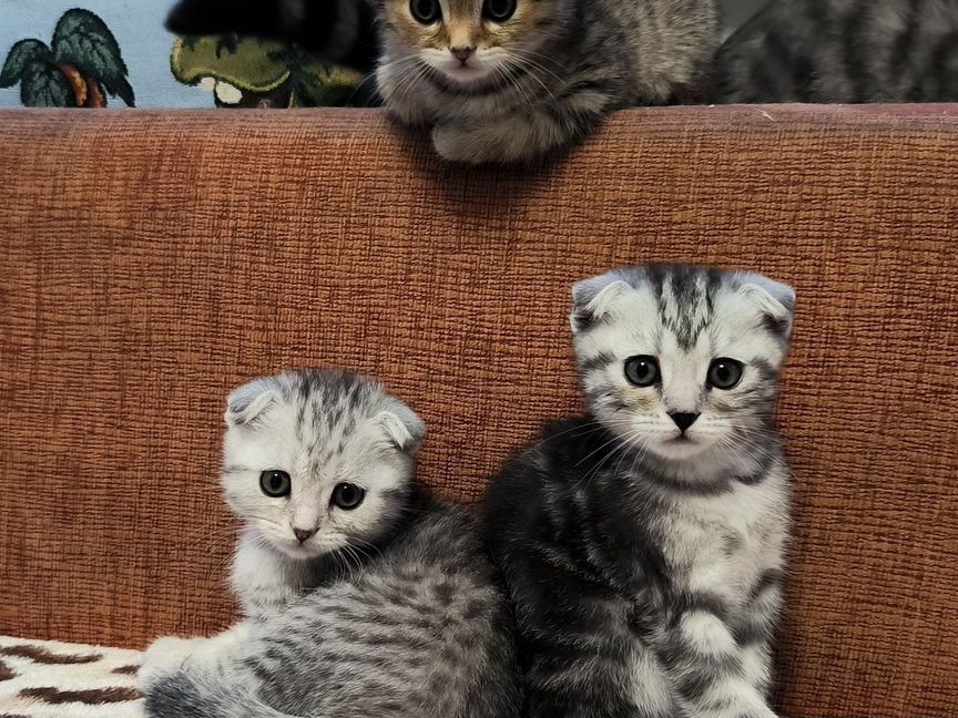 Шотландская вислоухая