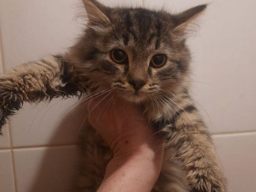 Котёнок девочка ищет дом