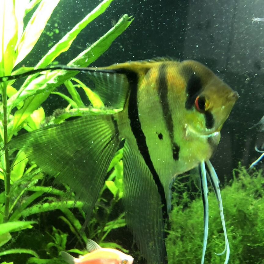 Скаляри крупные